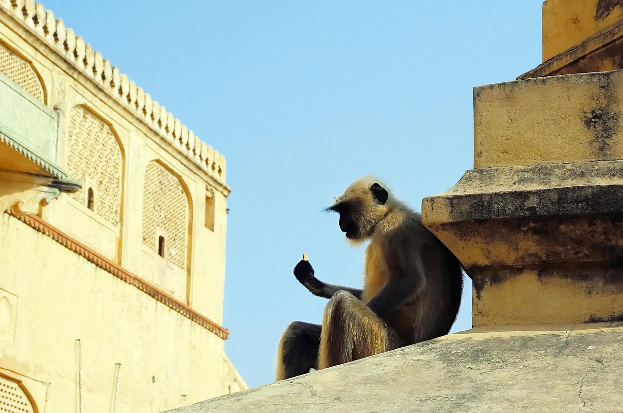 Plus de 100 images de Γκρι Langur et de Singe - Pixabay