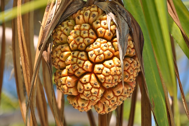Maldives Pandanus - Photo gratuite sur Pixabay - Pixabay