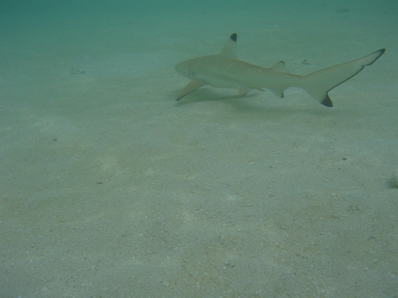 Maldives Requin Photo - Photo gratuite sur Pixabay - Pixabay
