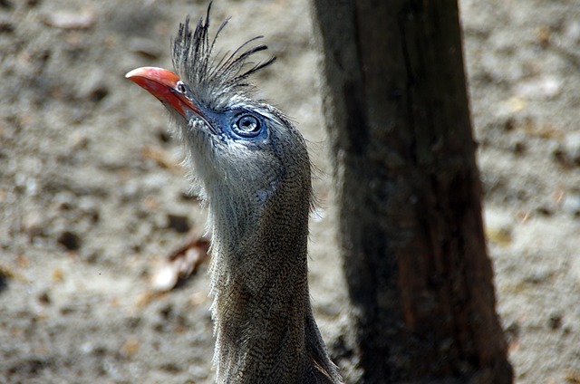 Bird Crete Head - Free photo on Pixabay - Pixabay