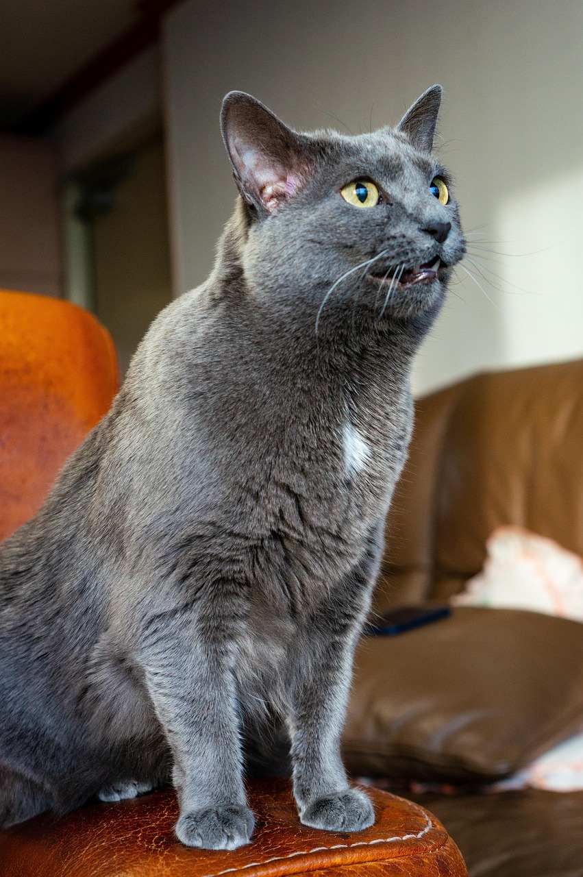 Kucing Bayi Kitty - Foto gratis di Pixabay - Pixabay
