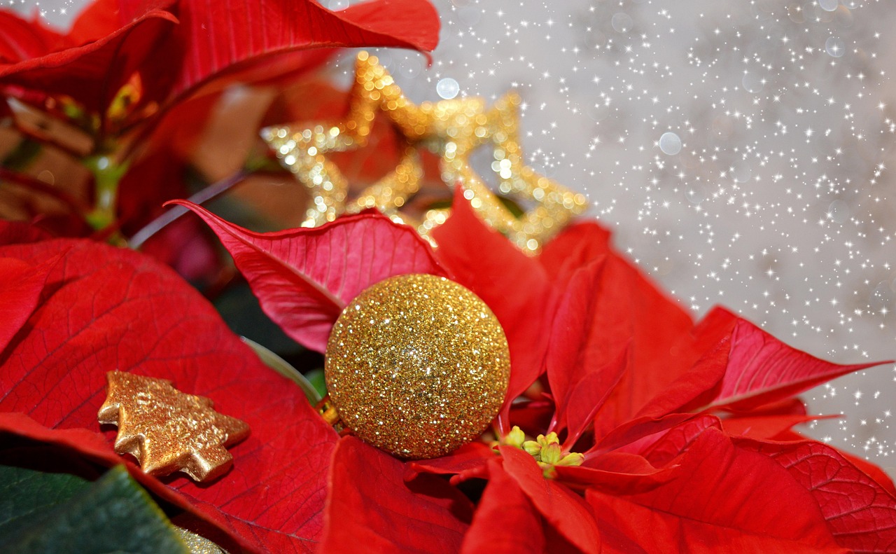 Christmas Star Advent Christ - Free photo on Pixabay