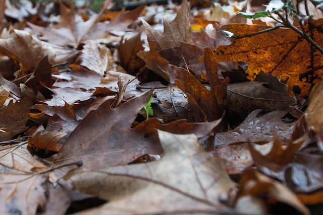 Brun Feuilles Automne La - Photo gratuite sur Pixabay - Pixabay
