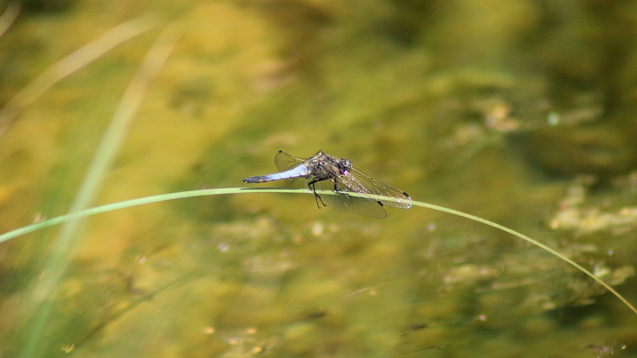 Étang Libellule Insecte La - Photo gratuite sur Pixabay - Pixabay
