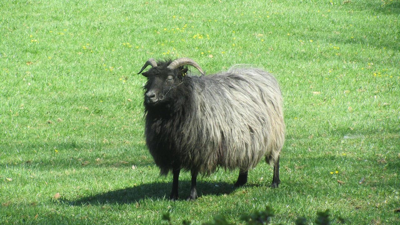 Sheep Wool Heidschnucke Flock Of - Free photo on Pixabay - Pixabay