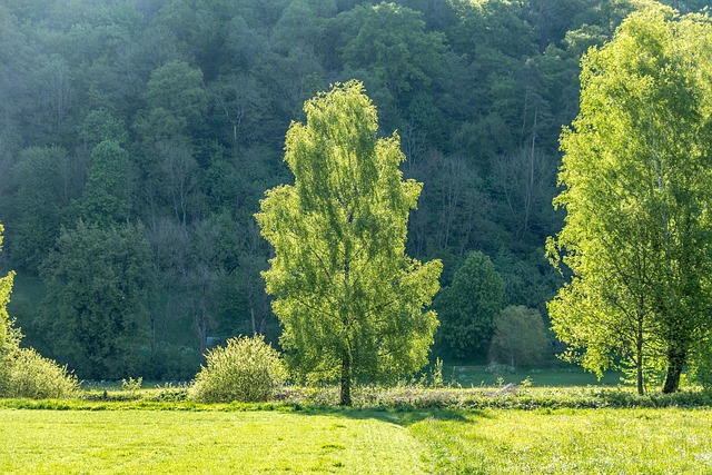 Sur Le Terrain Des Arbres Montagne - Photo gratuite sur Pixabay - Pixabay