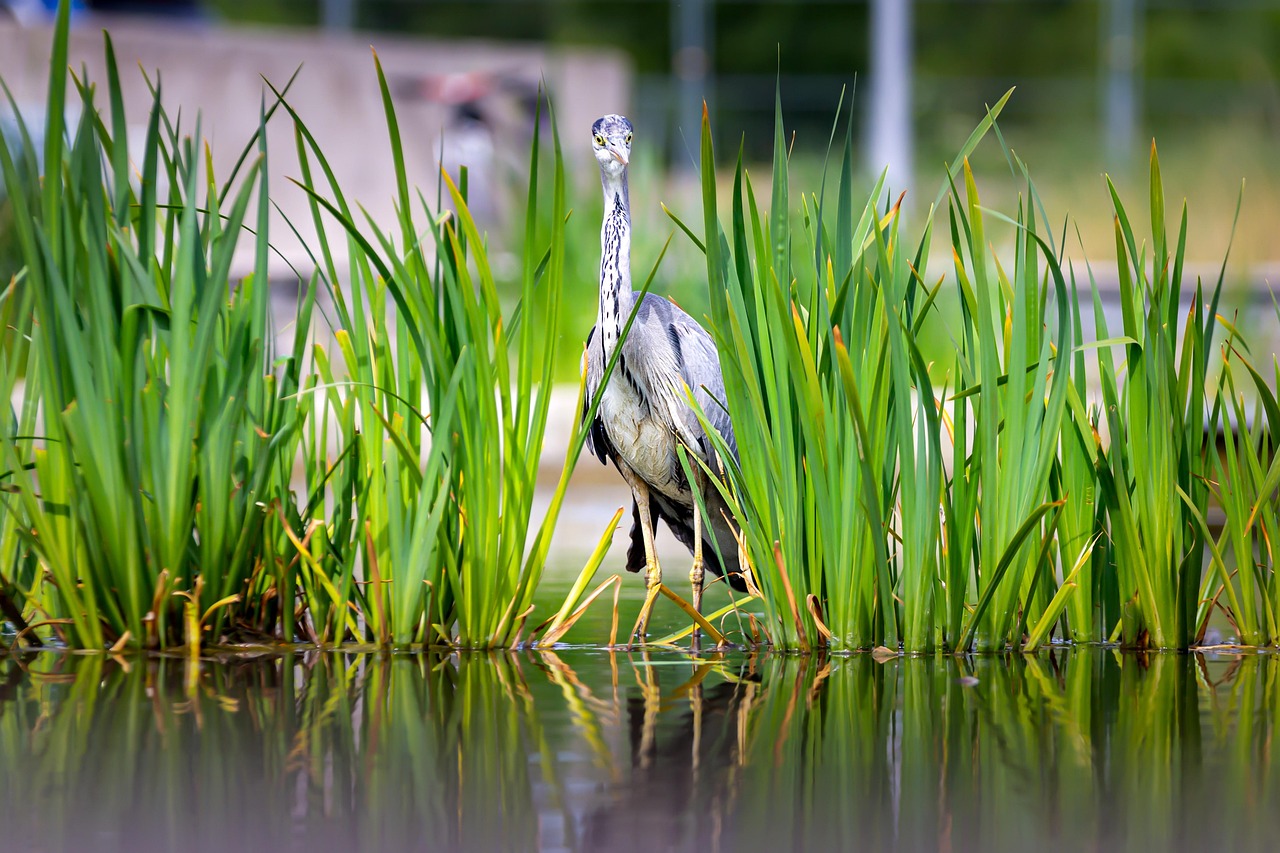 Garza Pájaro Lago - Foto gratis en Pixabay - Pixabay