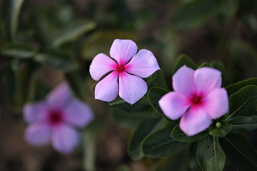 20+ Free Touch Me Not & Nature Photos