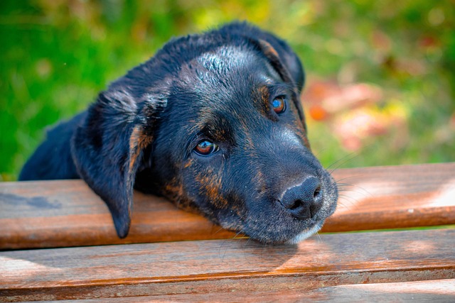 Chien Perro Cachorro - Photo gratuite sur Pixabay - Pixabay