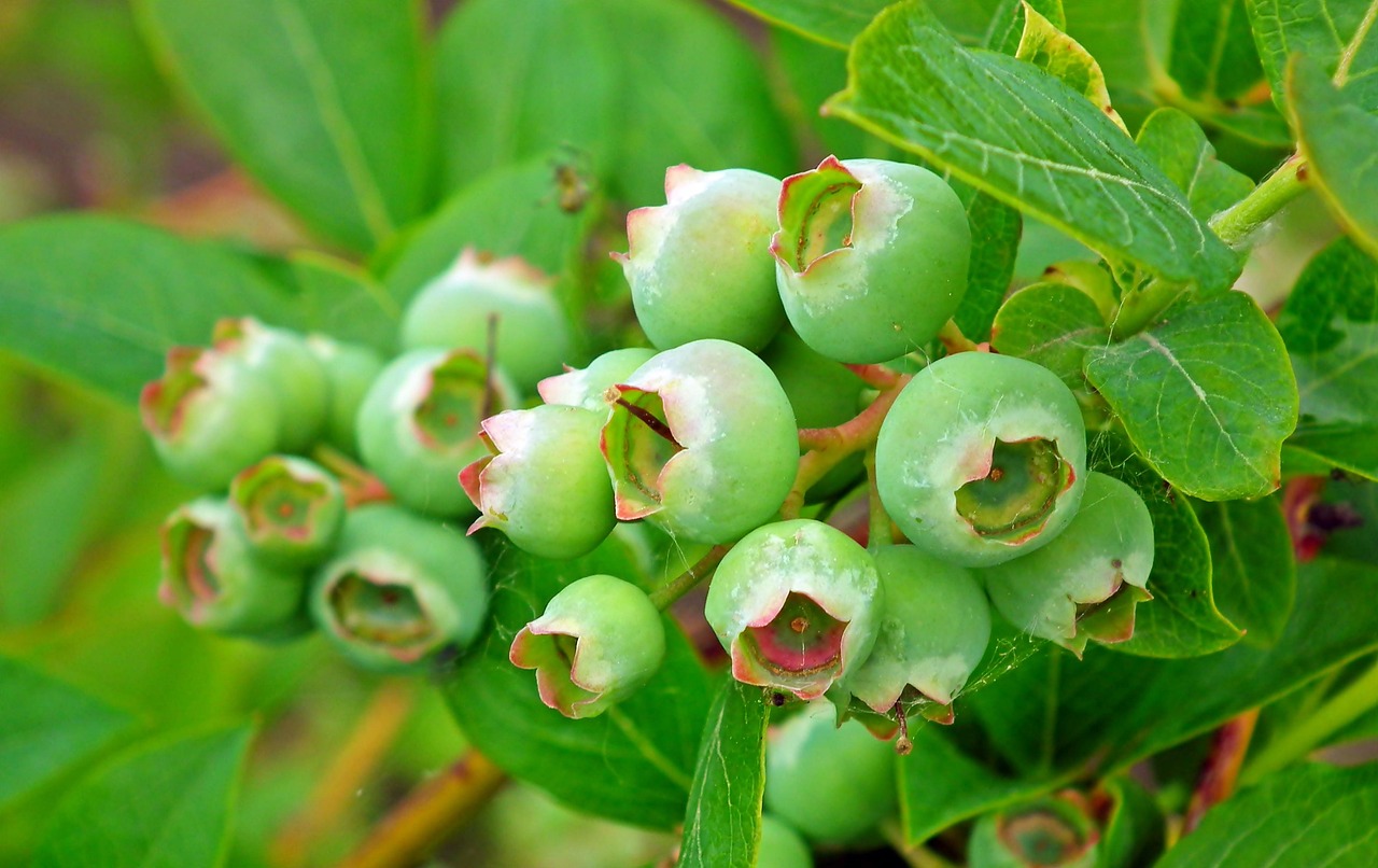 Fruit Myrtille Immature - Photo gratuite sur Pixabay - Pixabay