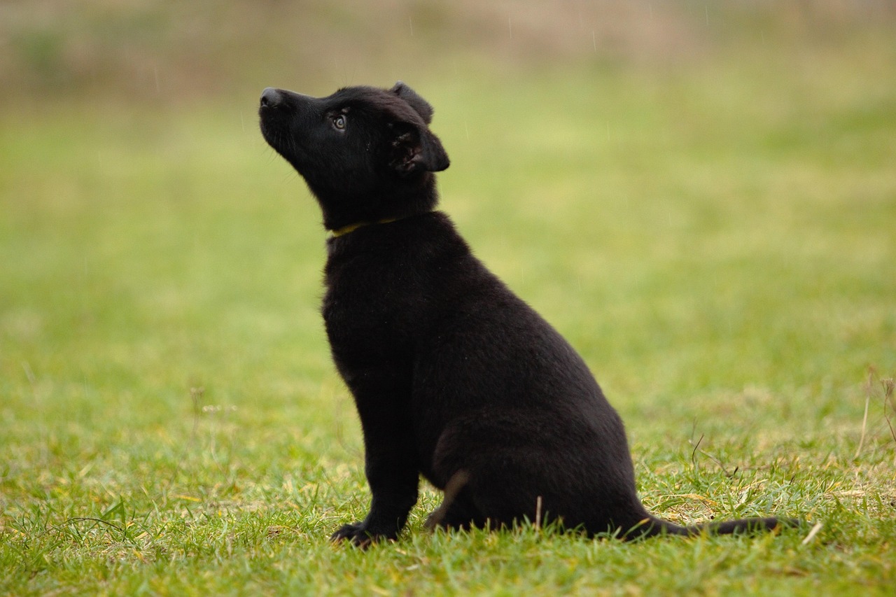 Black Shepherd Dog - Free photo on Pixabay - Pixabay