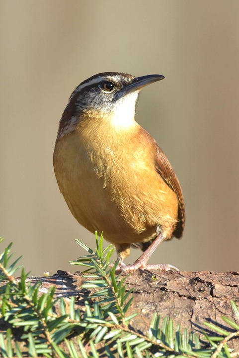 Carolina Wren Bird Log - Free photo on Pixabay