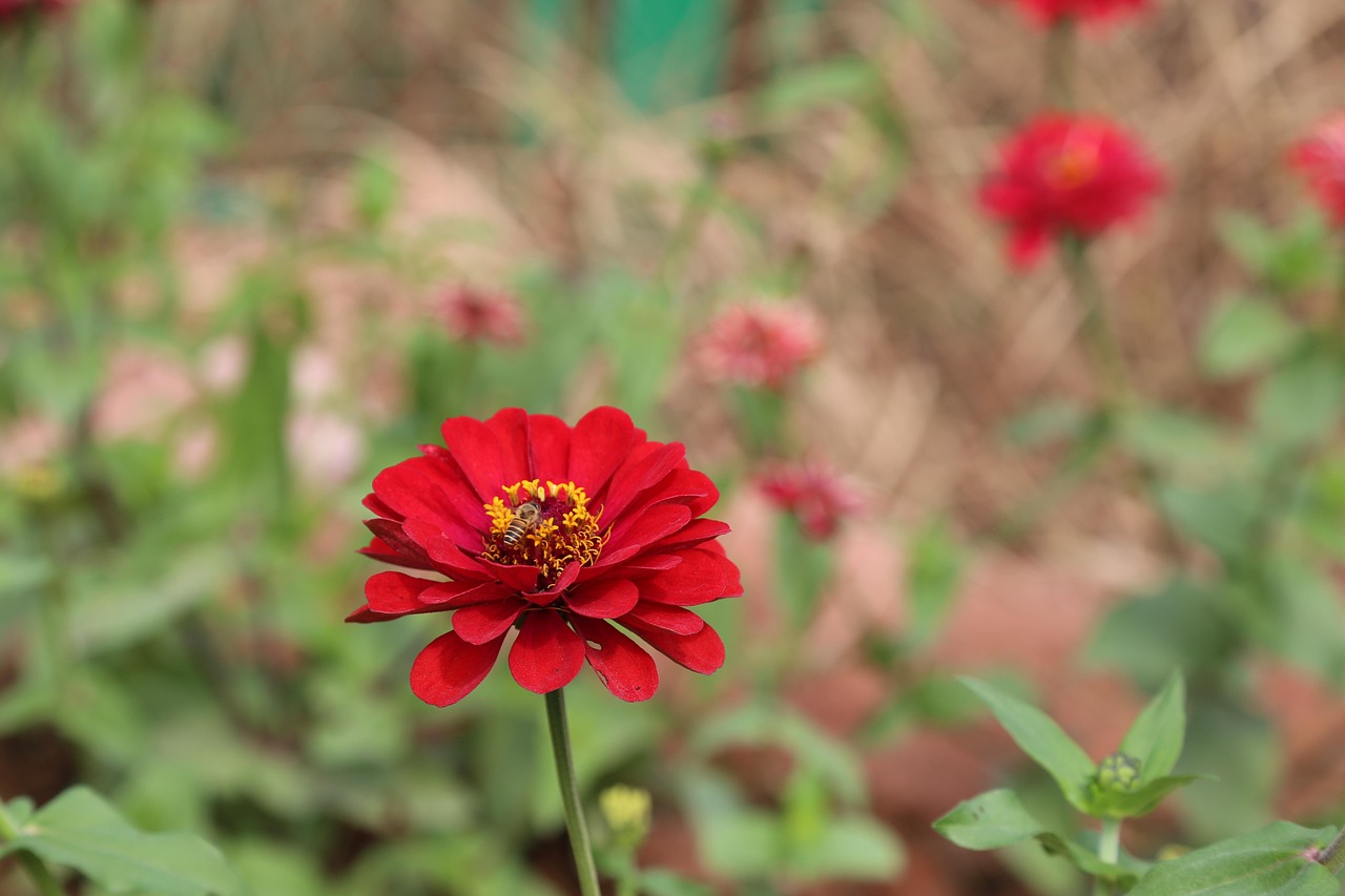 Plant Scenery - Pixabay上的免费照片 - Pixabay