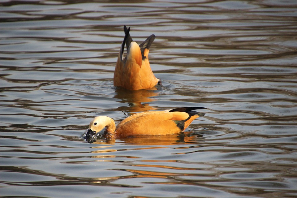 Ruddy Shelducks Lake Dive - Free photo on Pixabay - Pixabay