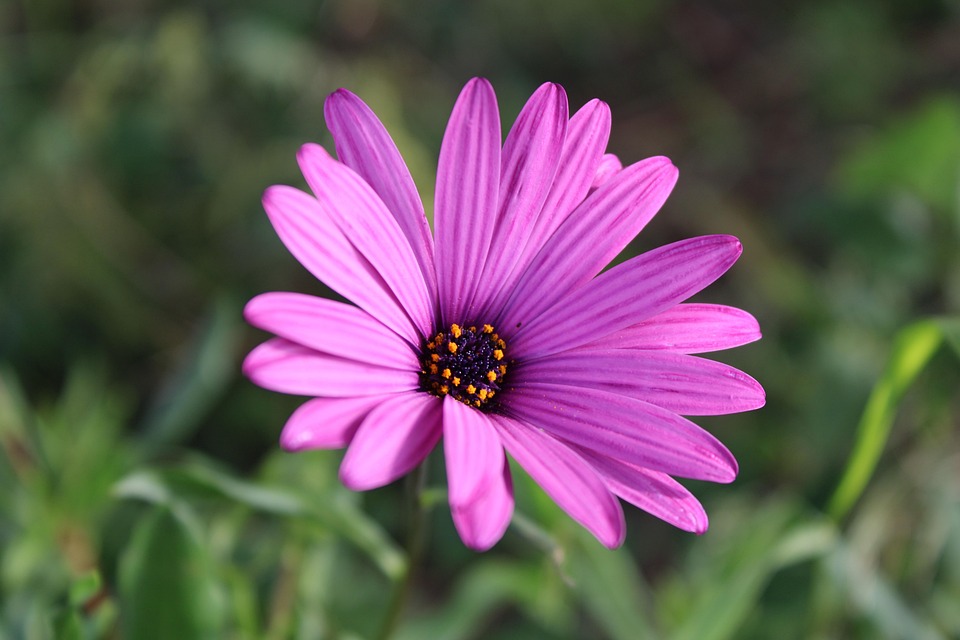 玛格丽特角 花 植物 - Pixabay上的免费照片 - Pixabay