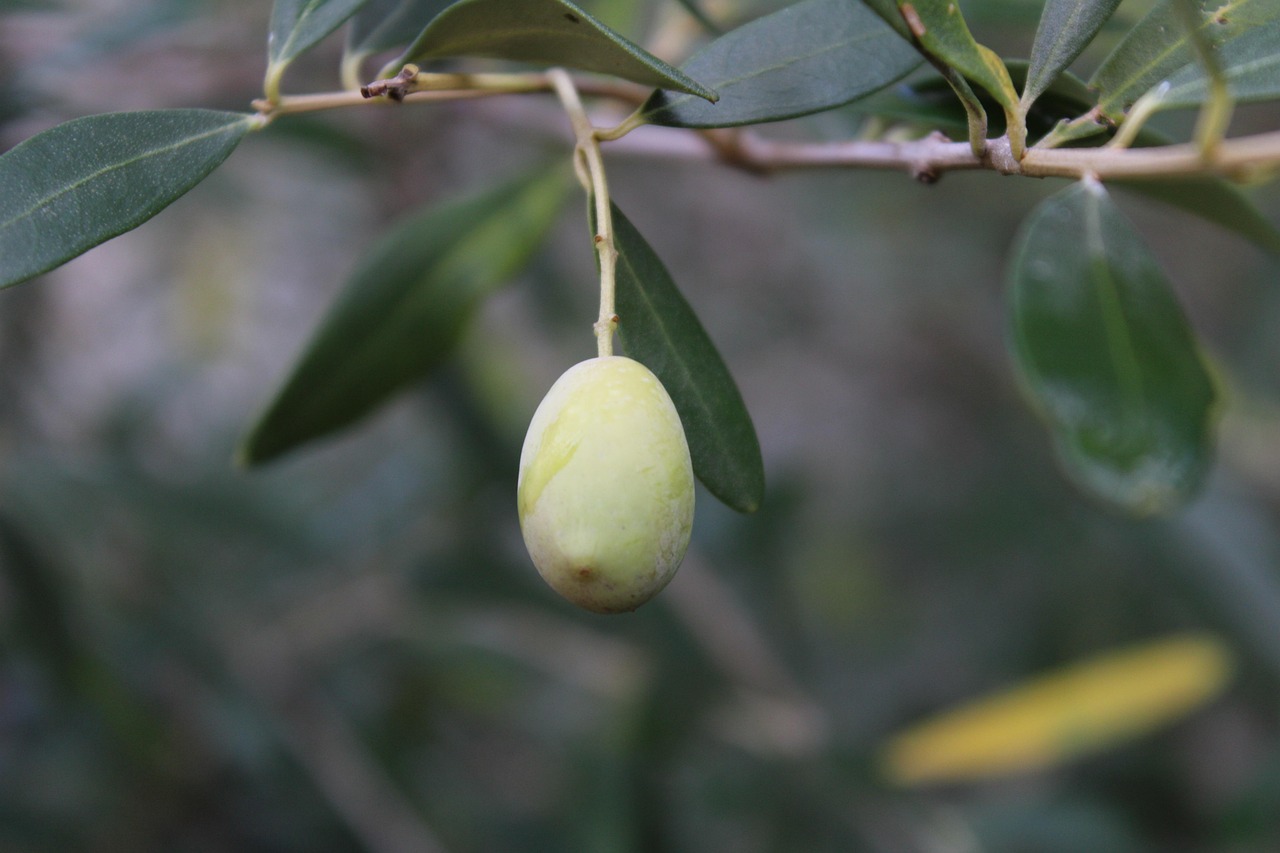 Olive Grove Plant - Free photo on Pixabay - Pixabay