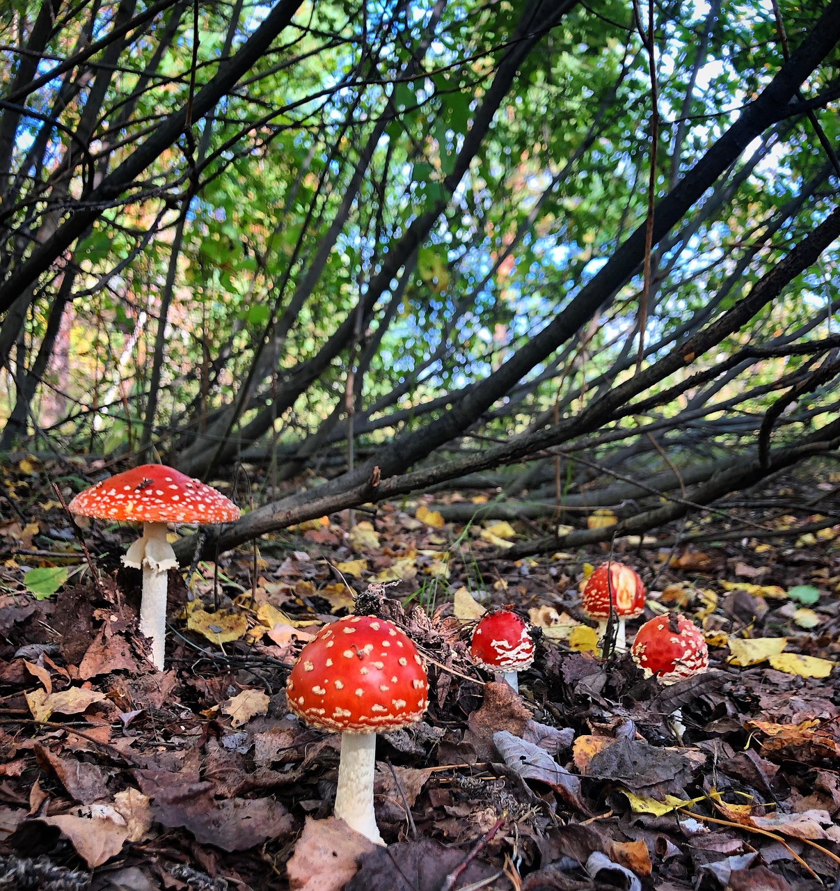 Autumn Mushrooms Fly Agaric - Free photo on Pixabay - Pixabay