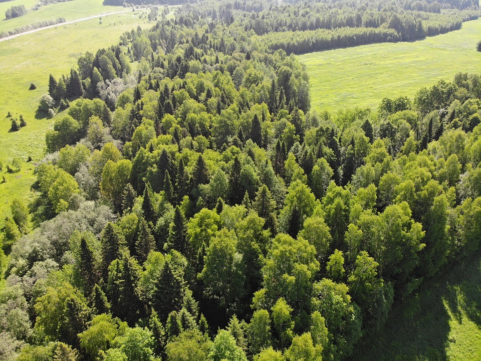 Aerial Photo Forest Nature The - Free photo on Pixabay