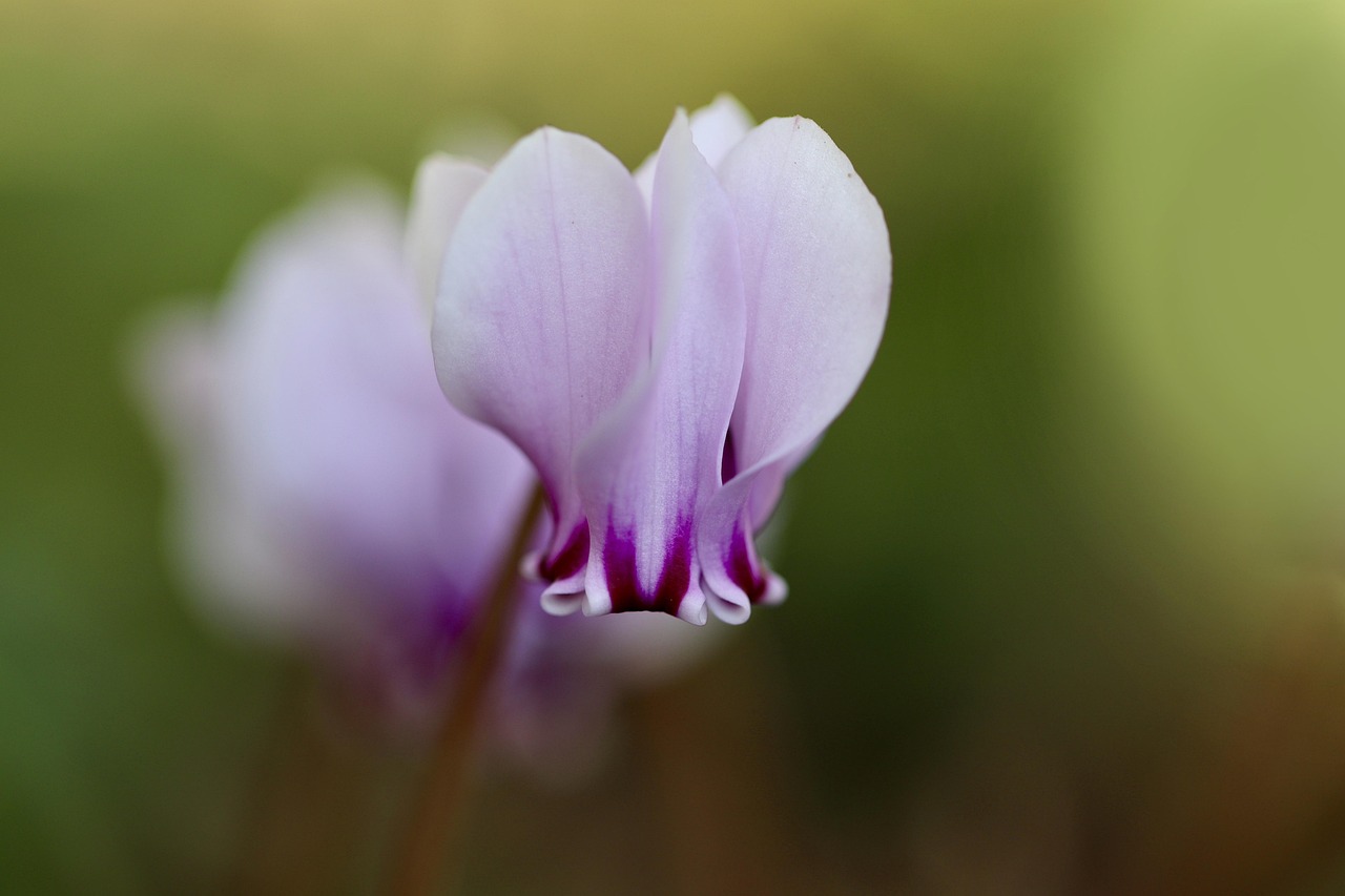 300+ Free Cyclamen & Nature Images - Pixabay