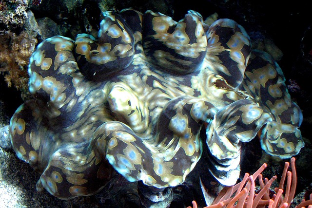 Giant Clam Mantle Sea - Free photo on Pixabay - Pixabay