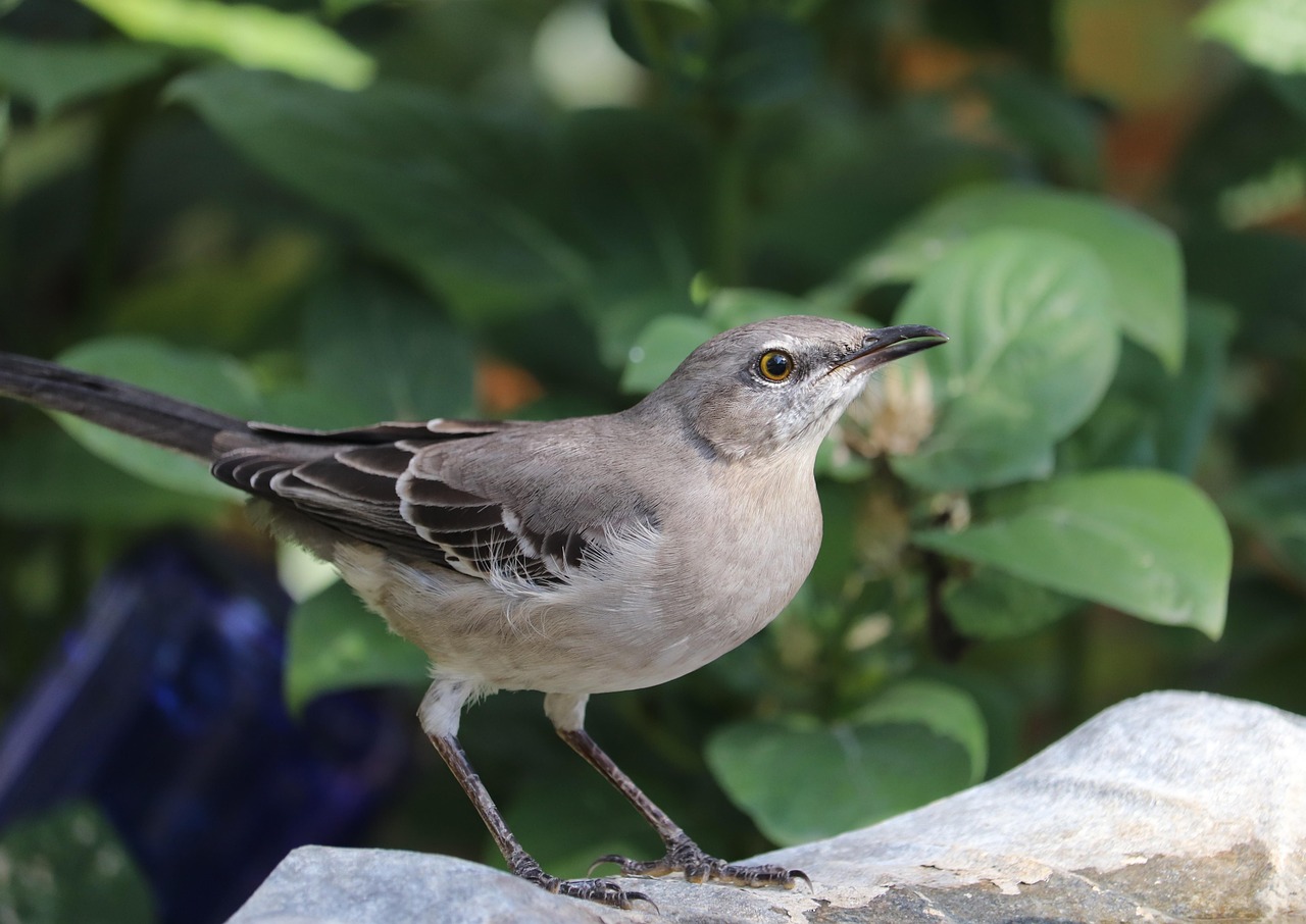 3,000+ Free Northern Mockingbird & Mockingbird Images - Pixabay
