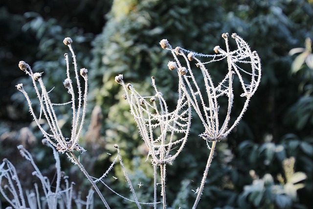 Natureza Gramíneas Inverno Foto Gratuita No Pixabay Pixabay