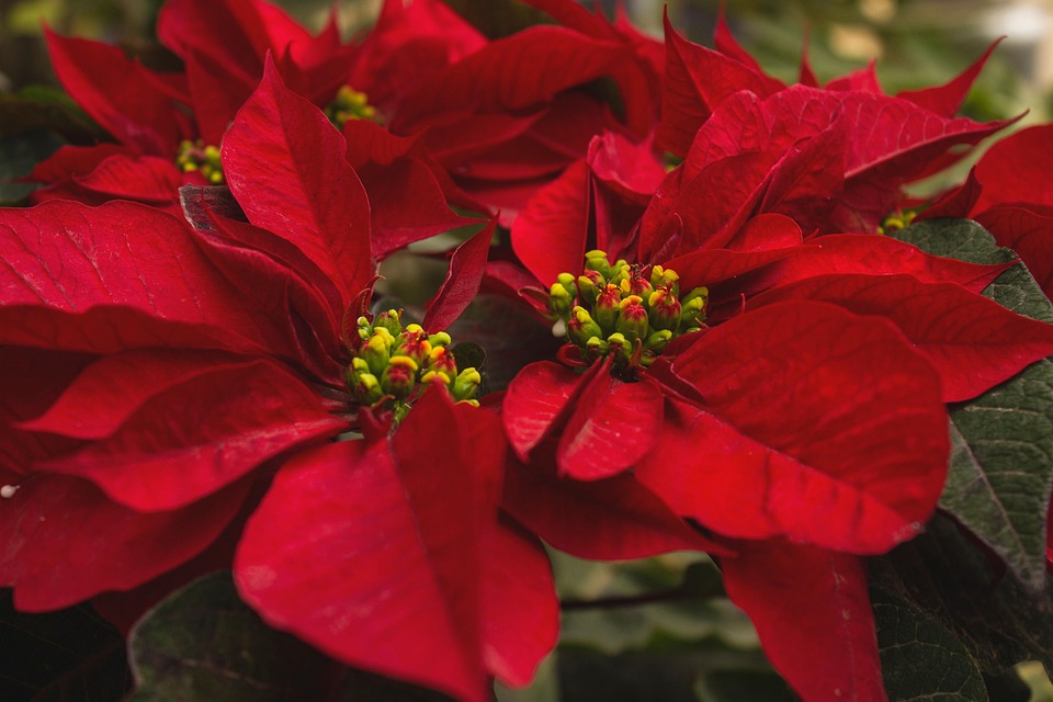 Flower Of Christmas Flowers Petals - Free photo on Pixabay