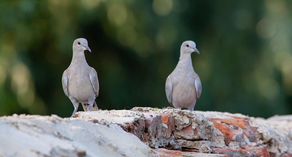 Palomas De Collar Pared - Foto gratis en Pixabay - Pixabay