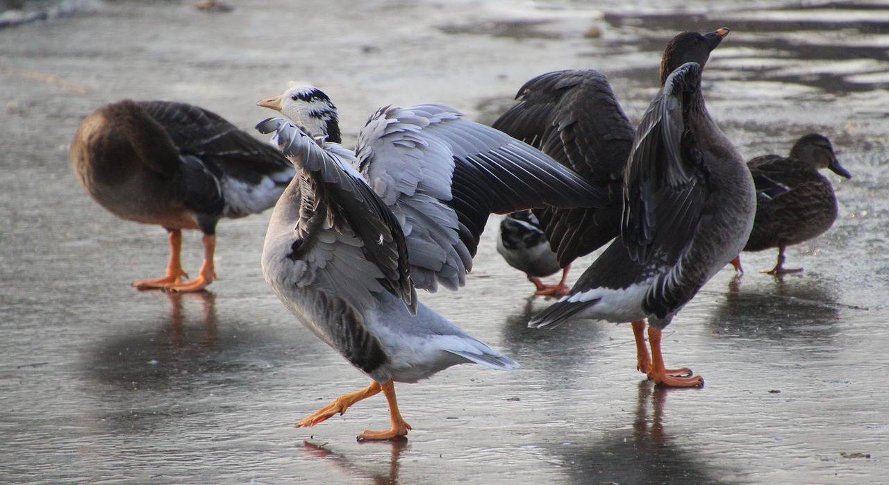 Geese Ducks Frozen Pond Greylag - Free photo on Pixabay - Pixabay