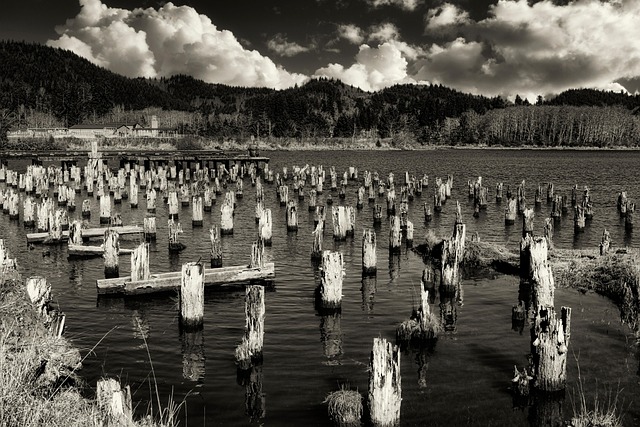Pilings Logging Dock - Free photo on Pixabay - Pixabay