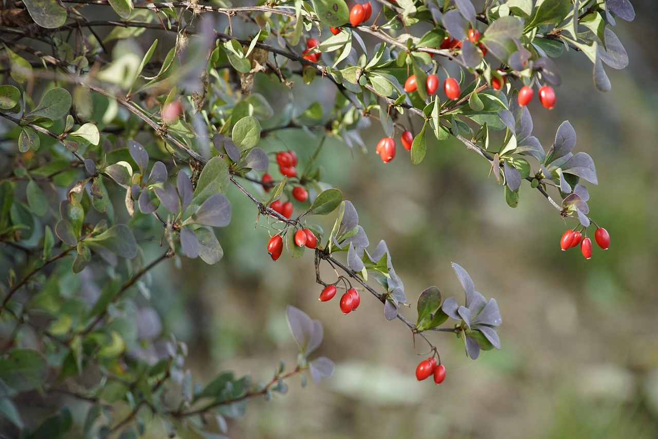 Barberry Branches Fruits Red - Free photo on Pixabay