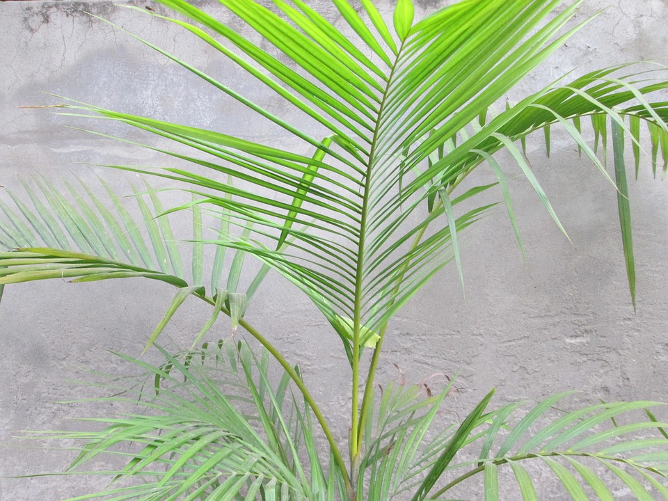 Merapatkan Daun-Daun Segar - Foto gratis di Pixabay - Pixabay
