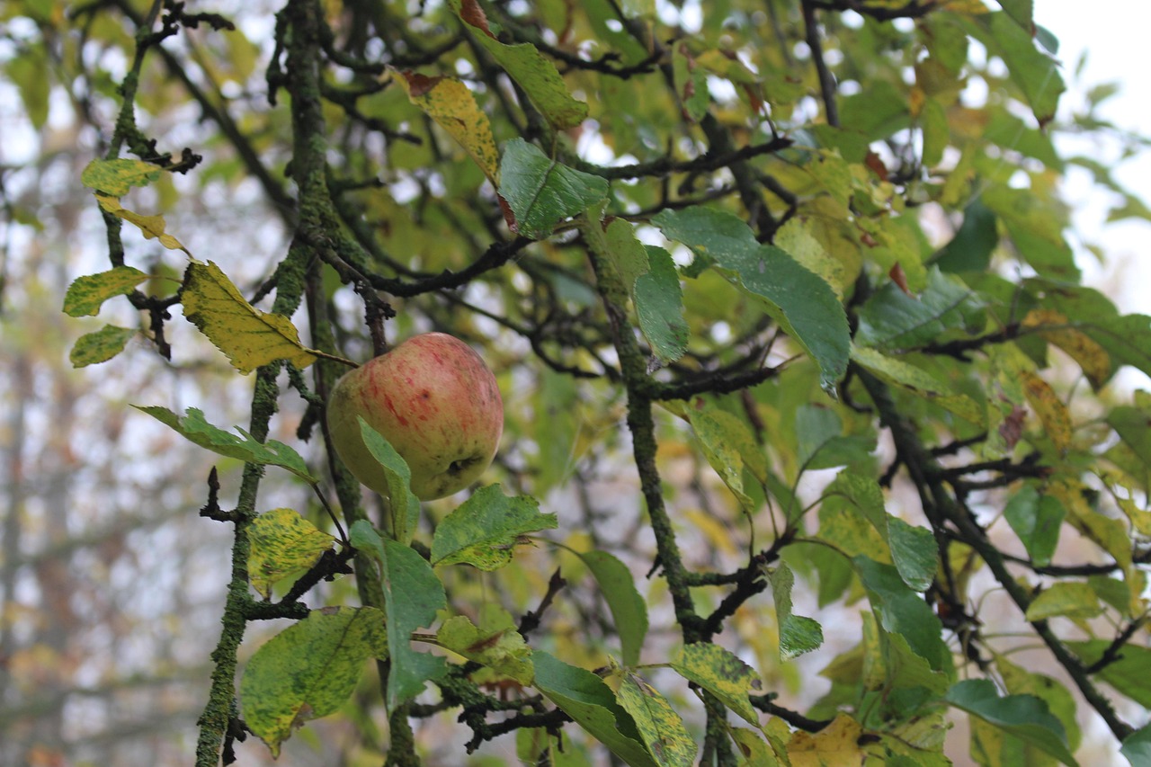 Apple Tree Leaves - Free photo on Pixabay - Pixabay