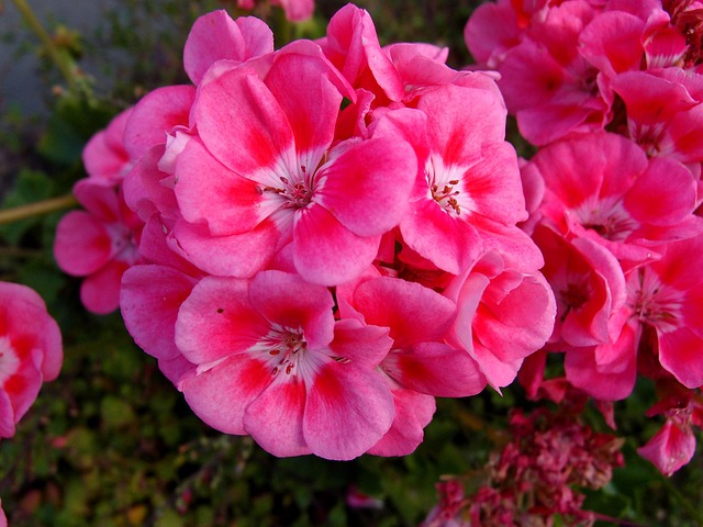 Bloem Geranium Zomer - Gratis foto op Pixabay - Pixabay