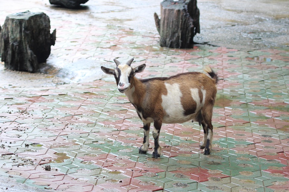 Goat Animal Pavement - Free photo on Pixabay