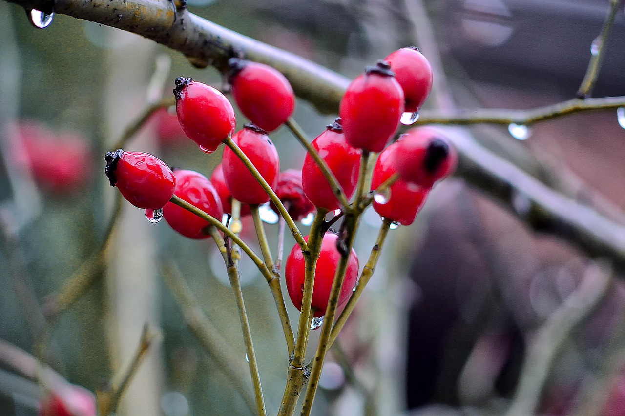 Rosa Mosqueta Frutas Pingos De - Foto gratuita no Pixabay - Pixabay