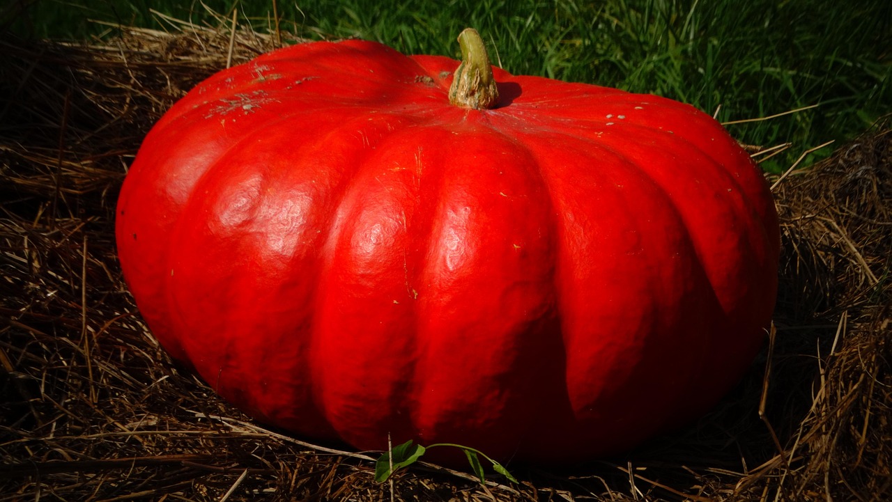 Pumpkin Vegetable Produce - Free photo on Pixabay - Pixabay