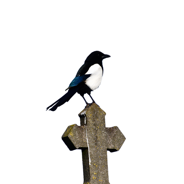 Elster Vogel Grab - Kostenloses Bild auf Pixabay