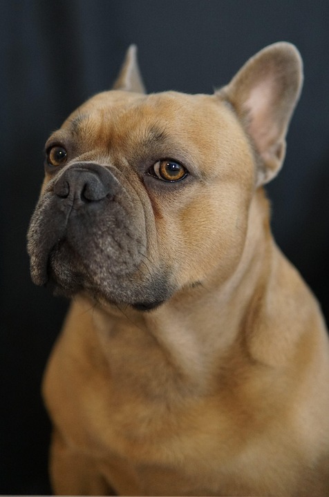 Bulldog Francés Perro Mascota - Foto gratis en Pixabay - Pixabay
