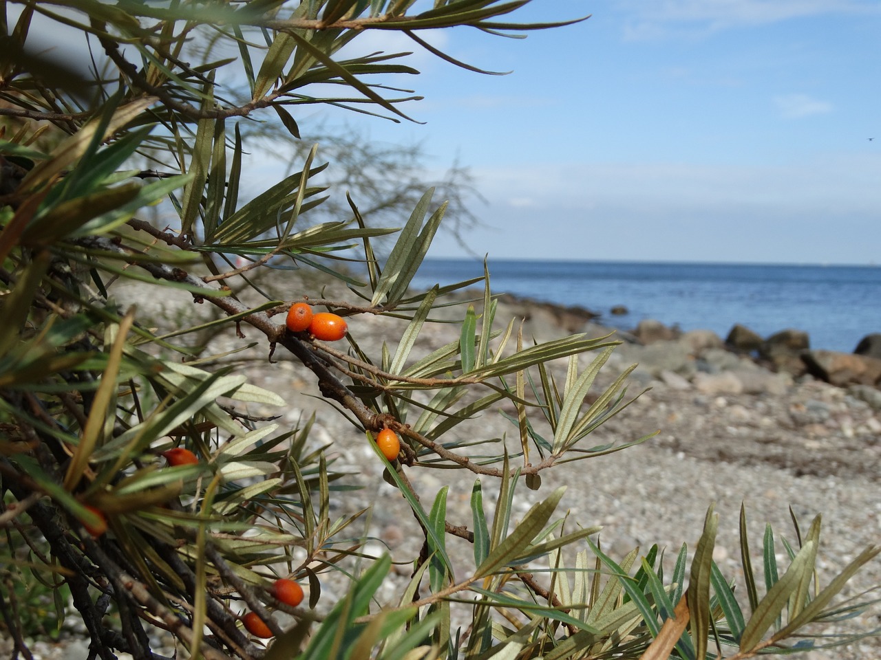 Sea Buckthorn Baltic Beach - Free photo on Pixabay - Pixabay