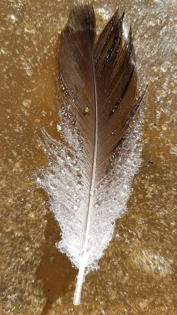 Feder Schwimmende Tau Auf - Kostenloses Foto auf Pixabay