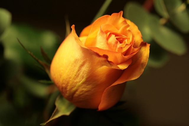 Rose Bourgeon Fleur - Photo gratuite sur Pixabay - Pixabay