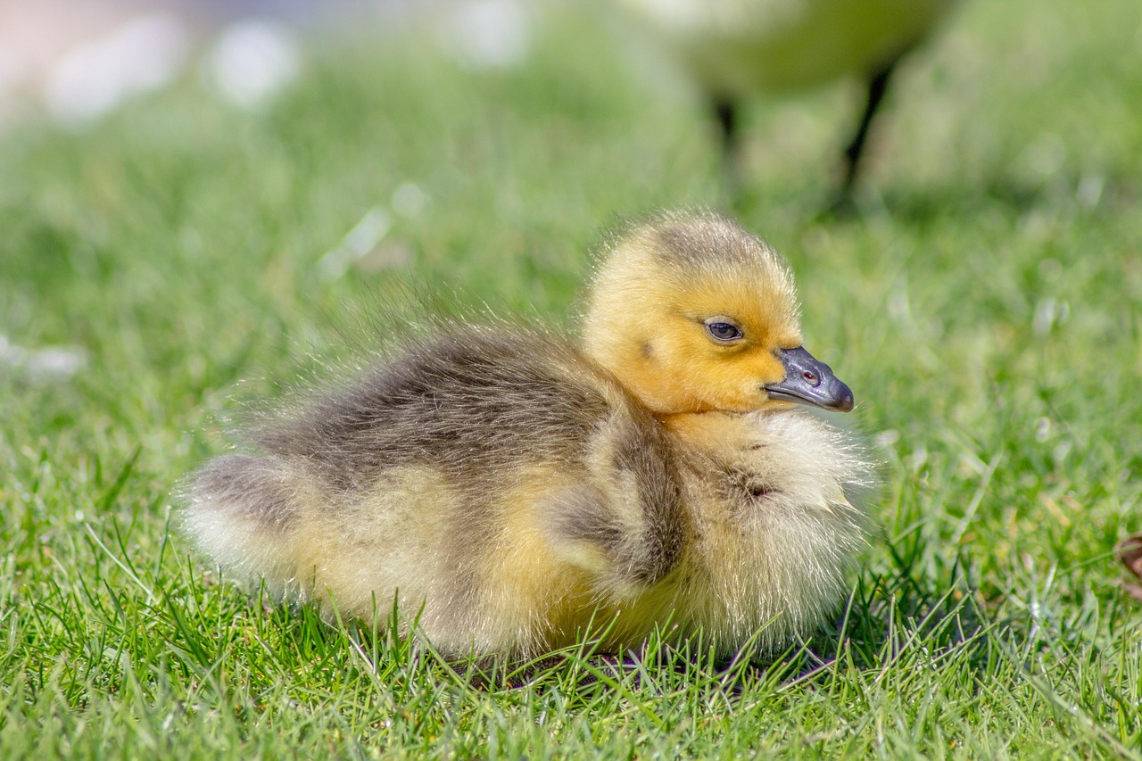 300+ kostenlose Tierbabys und Natur-Bilder - Pixabay