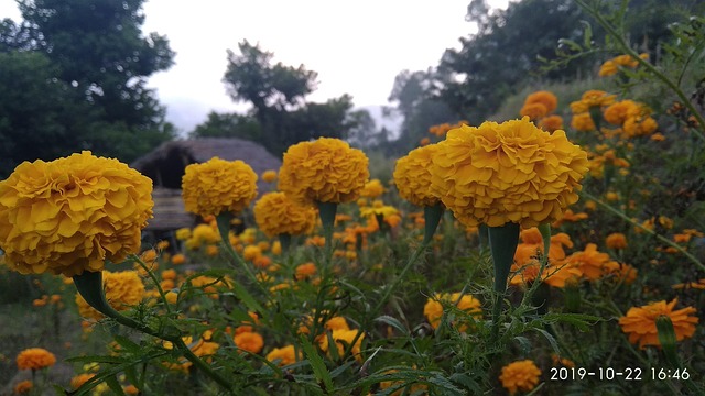 Espèces De Tagetes Fleur Saipatri - Photo gratuite sur Pixabay - Pixabay