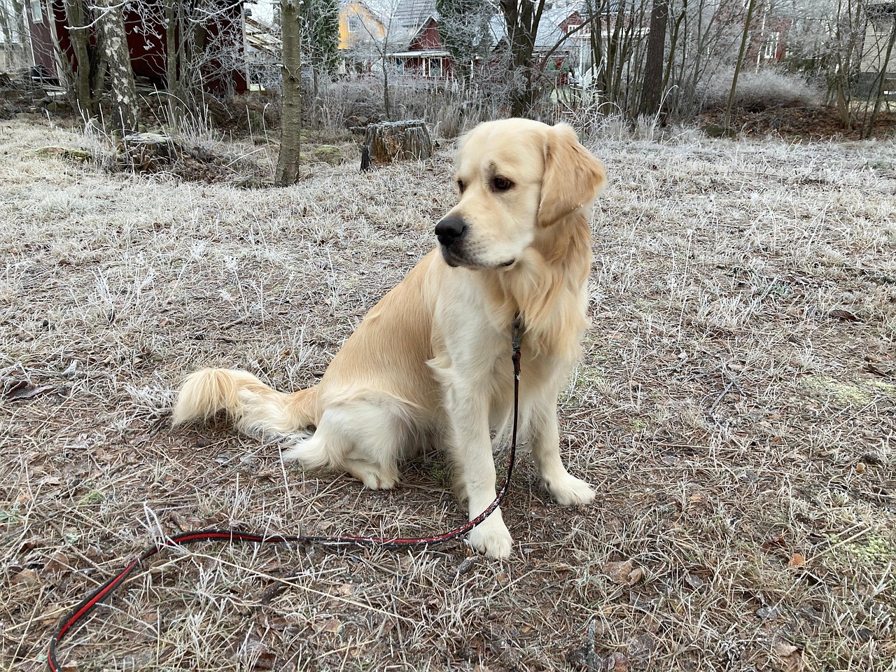 Golden Retriever Tier Niedlich - Kostenloses Foto auf Pixabay