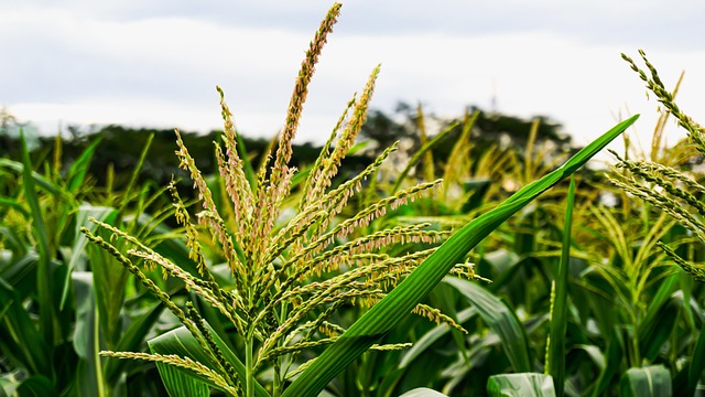 Flor De Maiz Planta Agricultor - Foto gratis en Pixabay - Pixabay