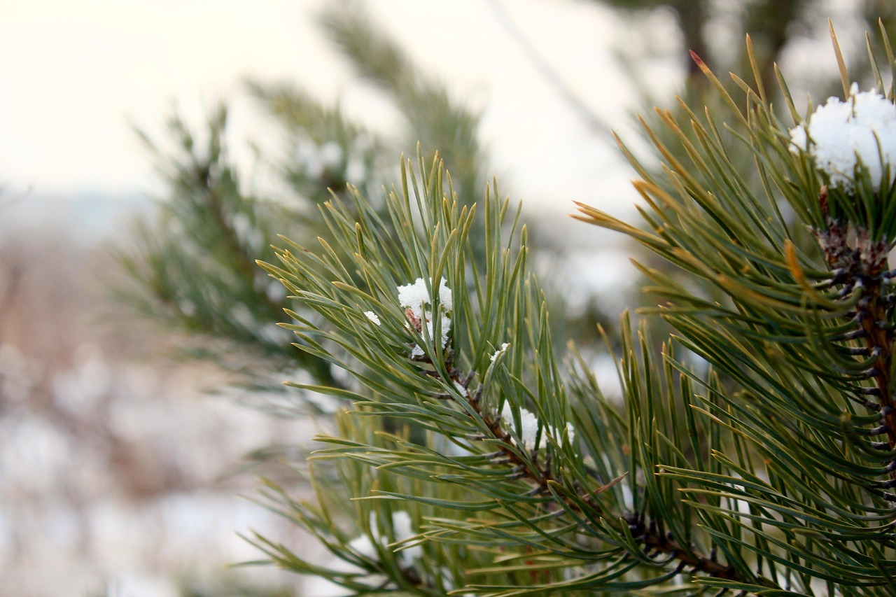Spruce Needles Snow - Бесплатное фото на Pixabay - Pixabay