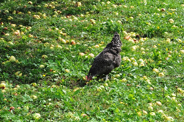 Hen Chicken Apples - Free photo on Pixabay - Pixabay