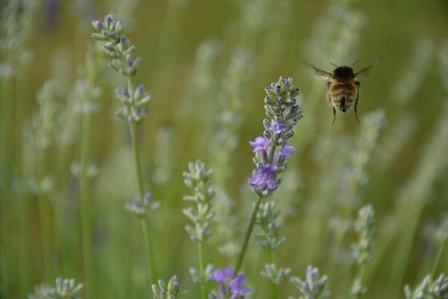 Lavander Bee Green - Free photo on Pixabay