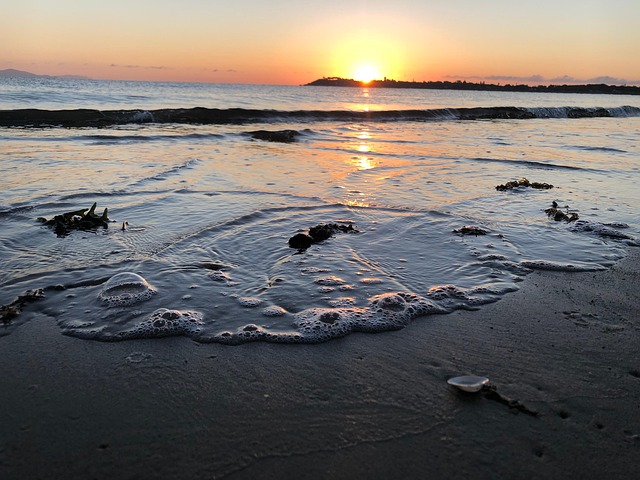 Beach Shell Wee - Free photo on Pixabay - Pixabay